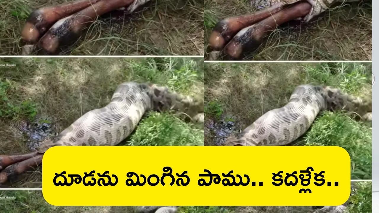 Python Swallows Big Calf - భారీ దూడను మింగిన కొండచిలువ.. ఇంత చిన్న ...