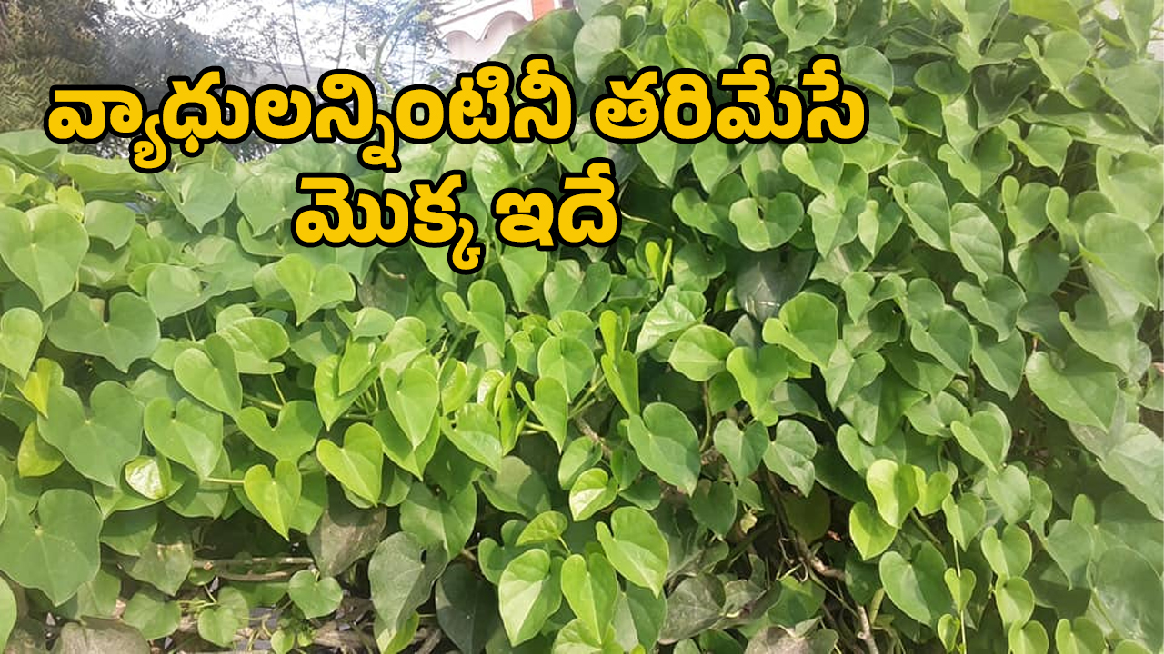 Tippa Teega Benefits: తిప్ప తీగ ఆకు తింటే మీ తిప్పలన్నీ మాయం..